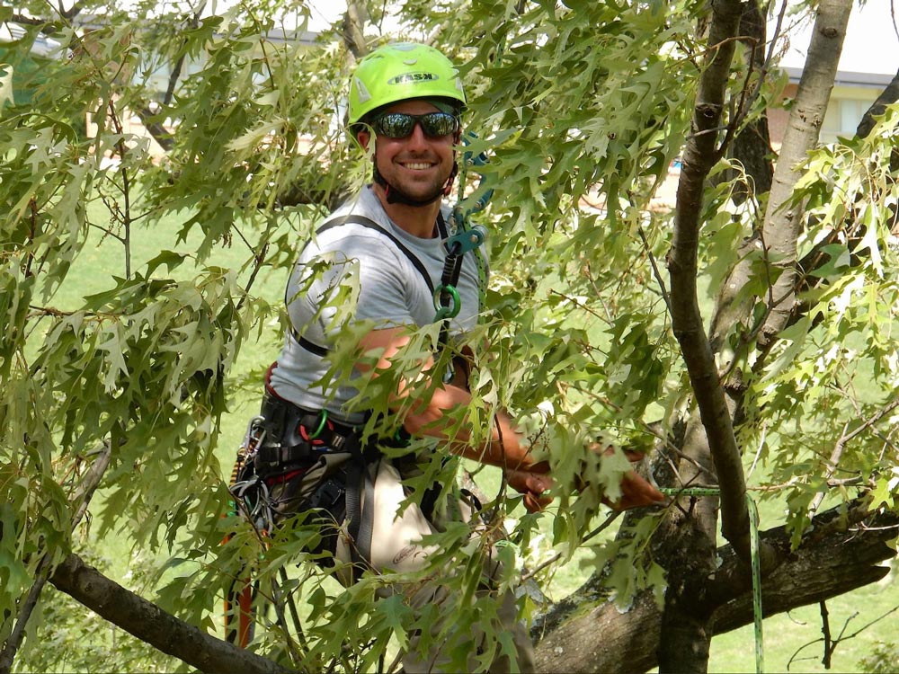 Tree Removal Service - Pleasant Trees LLC | Annapolis MD